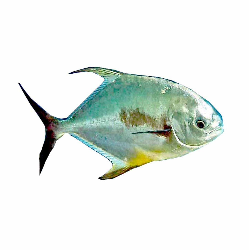 Pescado Palometa (5.8 kg / 12.78 lb) - Mercadito Hola America